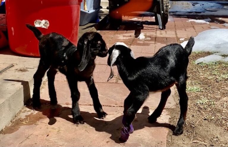 Saving a Weak Baby Goat - Goat Journal